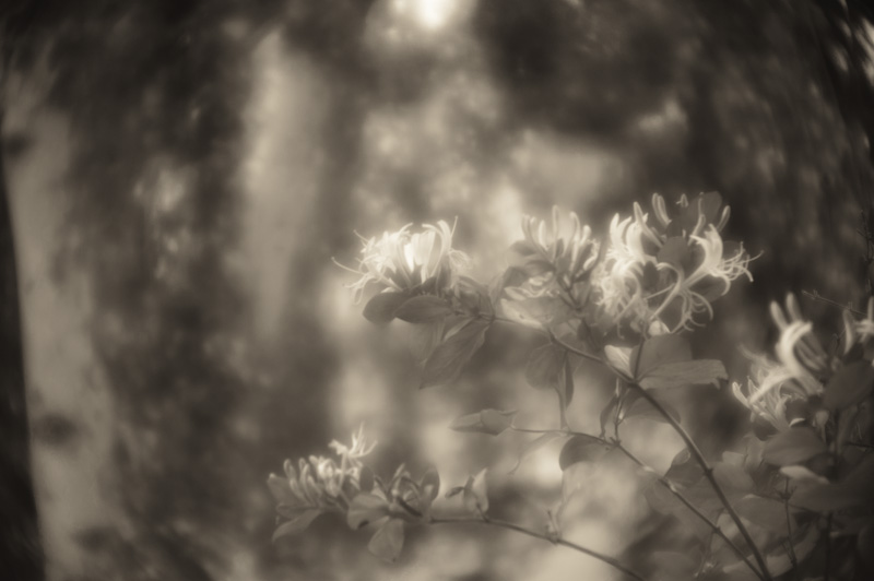 Pinkham & Smith Visual Quality MP lens - Page 2