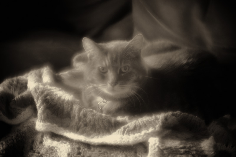 Pinkham & Smith Visual Quality MP lens - Page 2